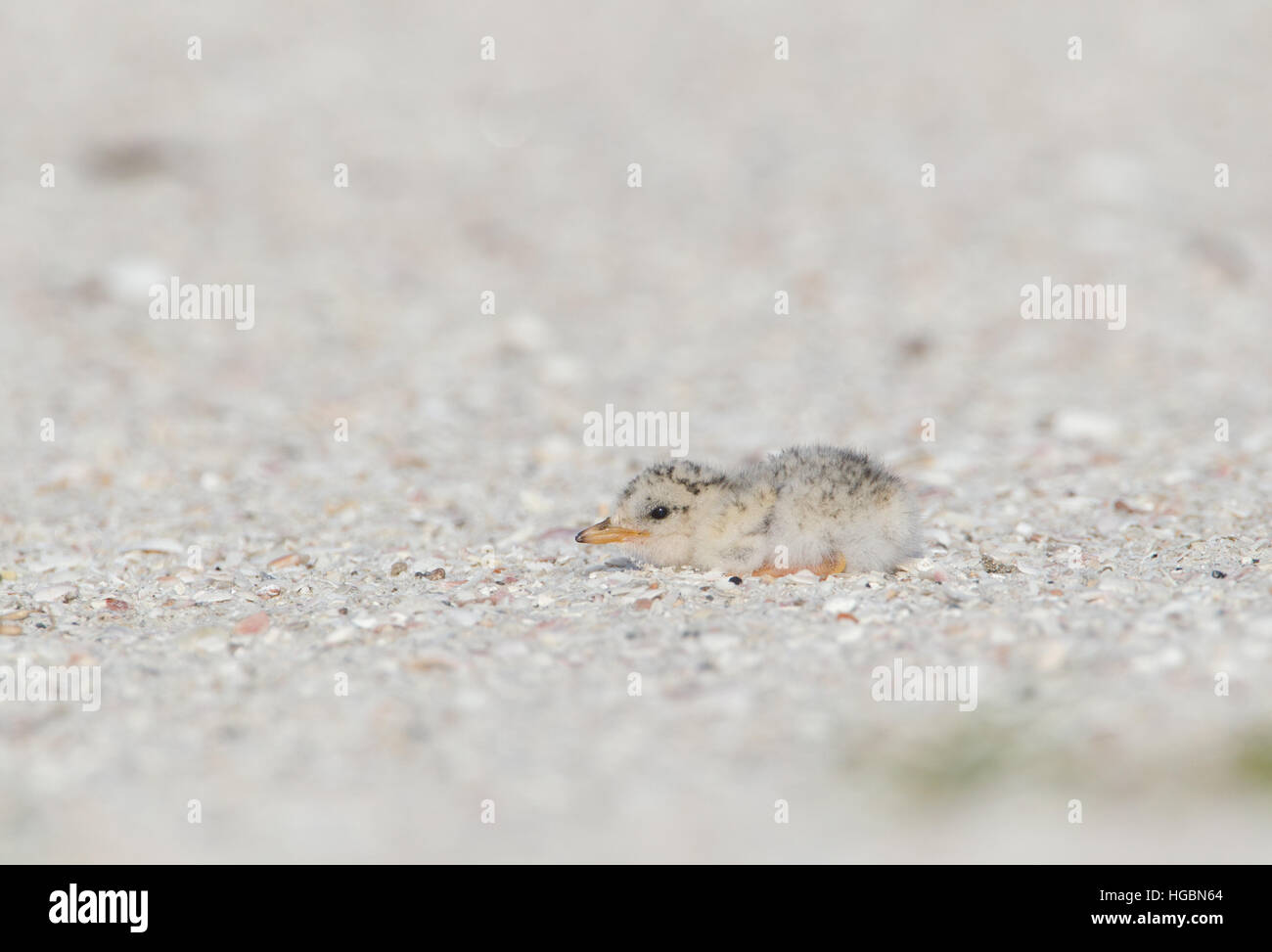 Leat Tern chick on Florida beach Stock Photo - Alamy