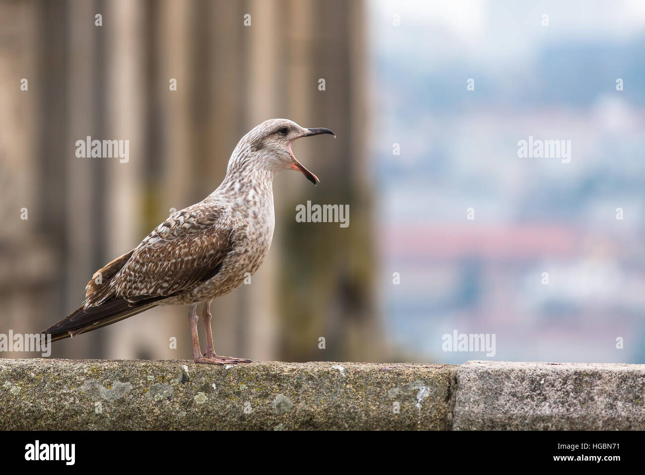 Screaming bird hi-res stock photography and images - Alamy