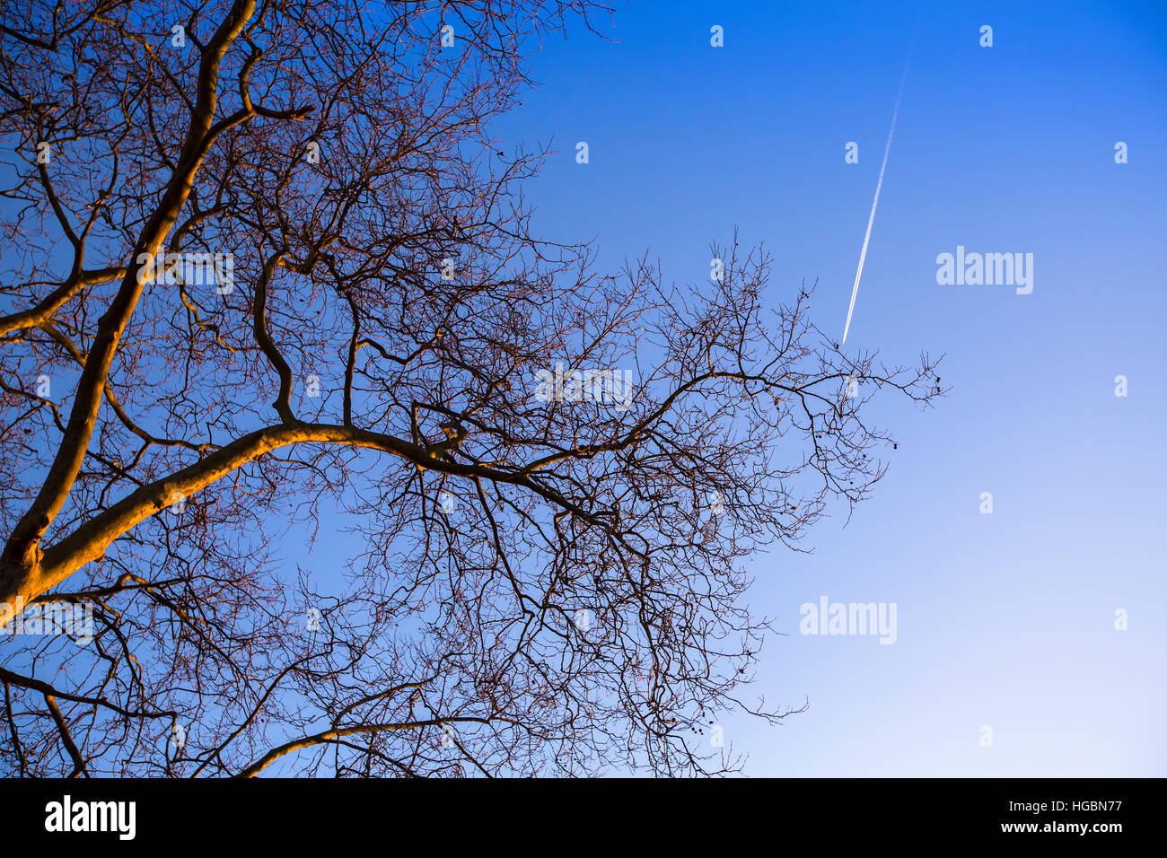 Tree sky night branch hi-res stock photography and images - Alamy