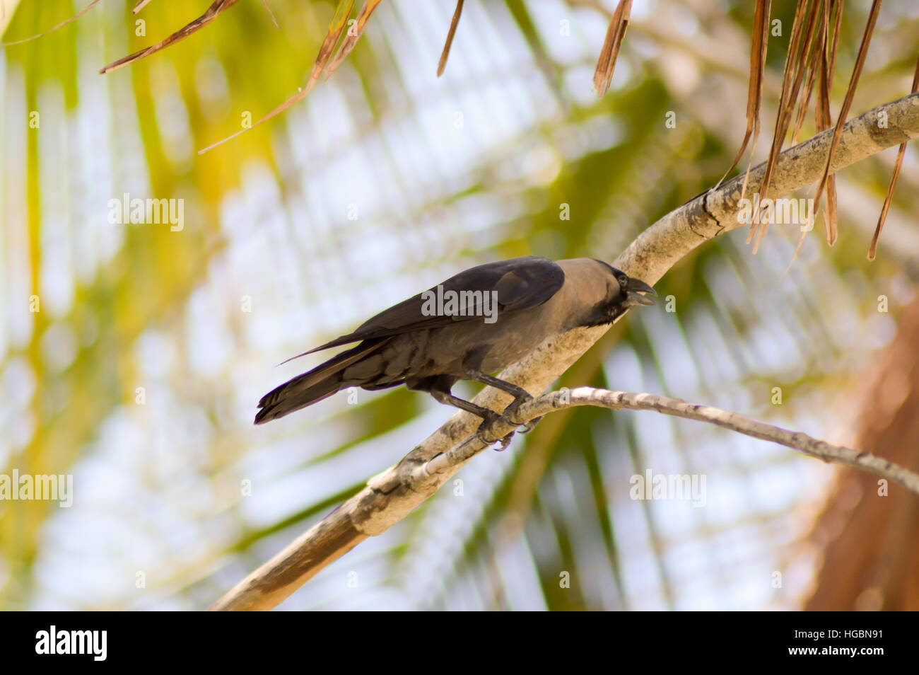 Black crow standing on a tree branch with a bottom palm at the bottom ...