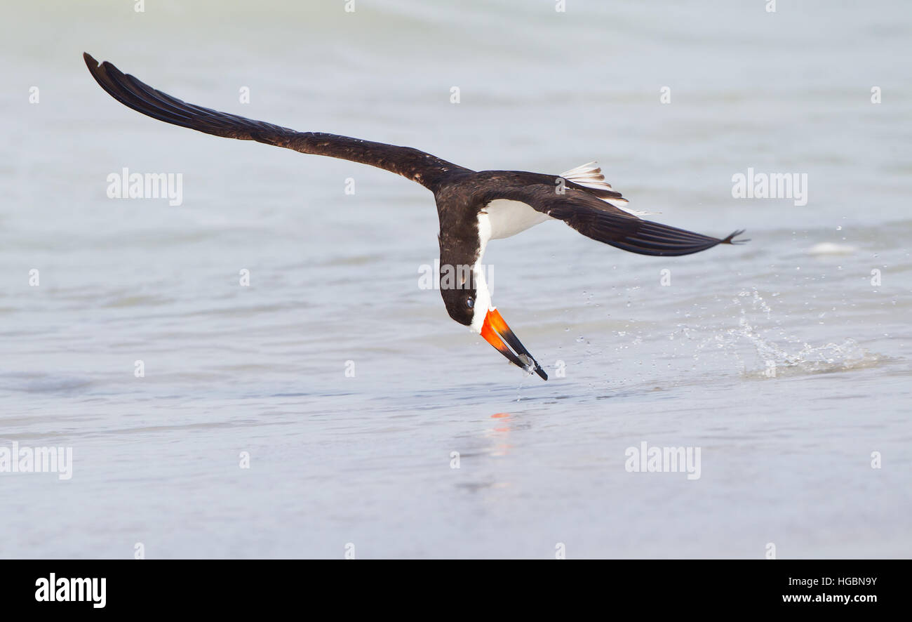 Birds skimming the water hi-res stock photography and images - Alamy