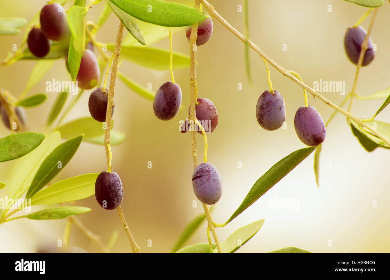 Olive tree with fruits Stock Photo - Alamy