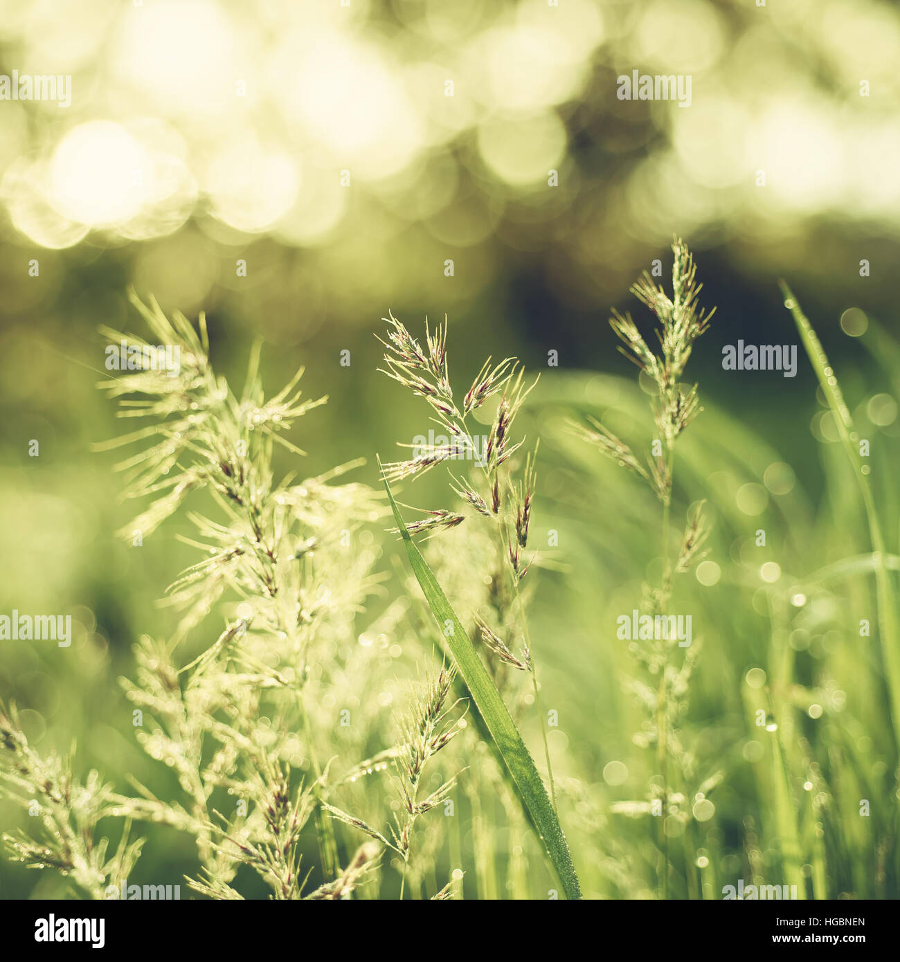 Natural abstract sunny background Stock Photo - Alamy