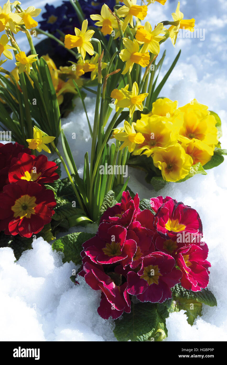 Primroses (Primula) and Daffodils (Narcissus) in the snow Stock Photo ...
