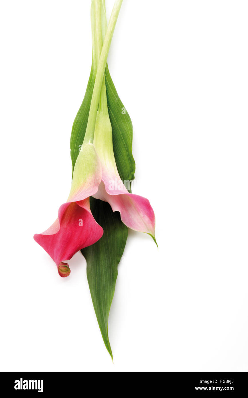 Calla Lily Cut Out High Resolution Stock Photography and Images - Alamy