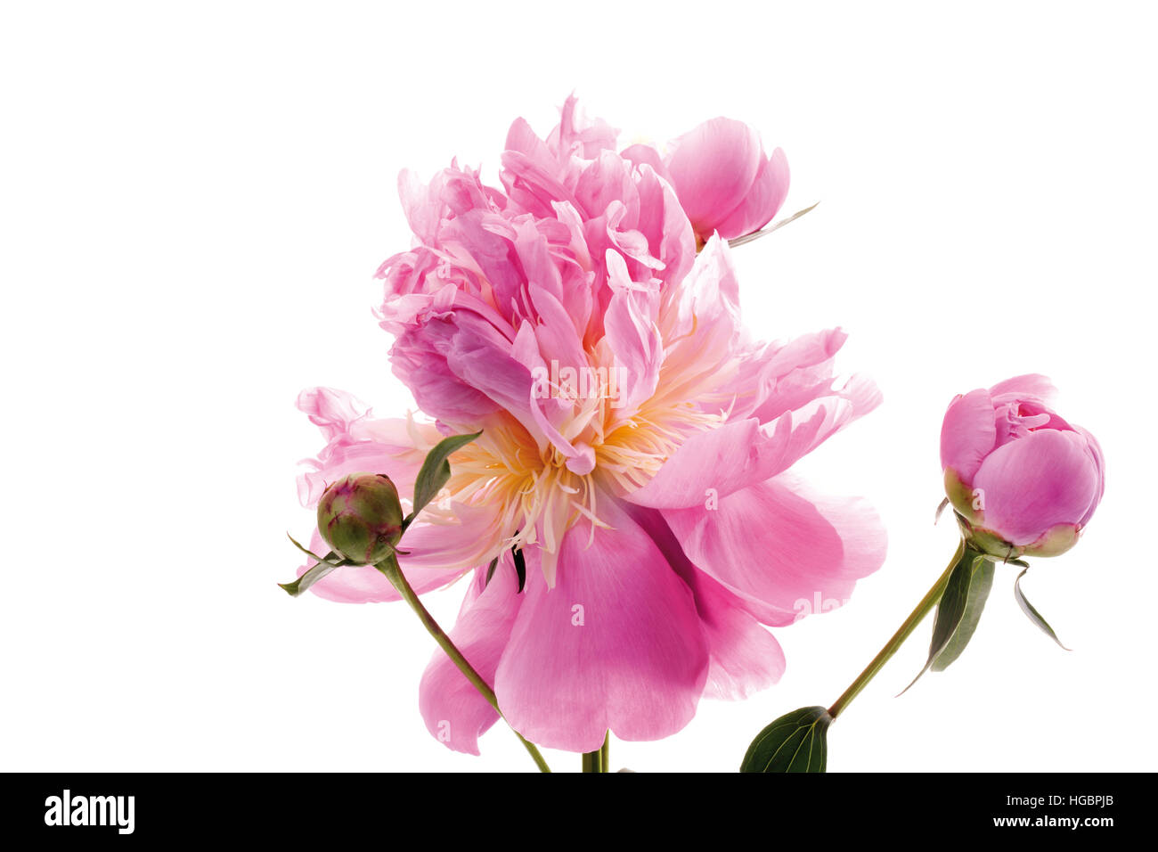 Peonies High Resolution Stock Photography and Images - Alamy