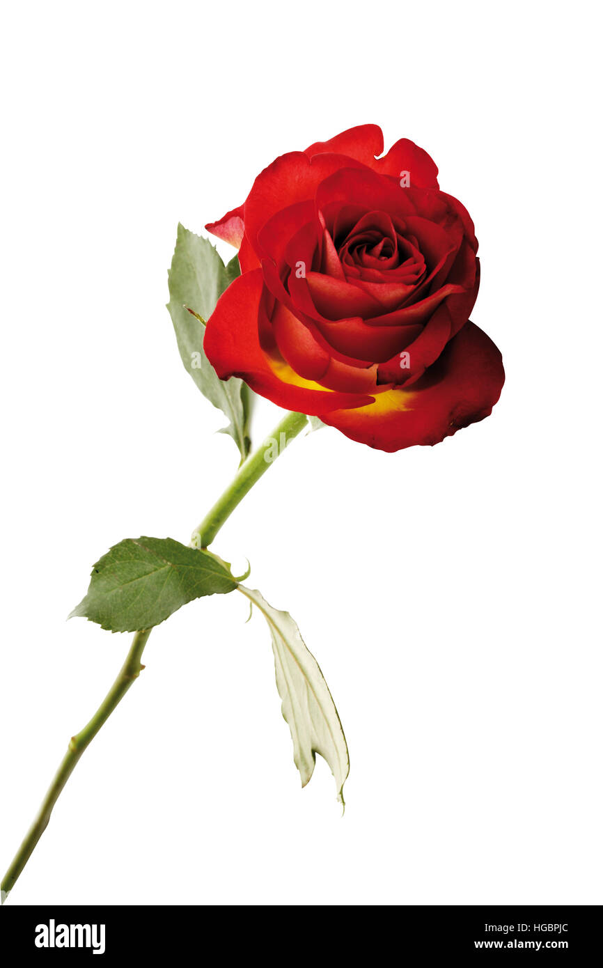 Red Rose (Rosa Stock Photo - Alamy