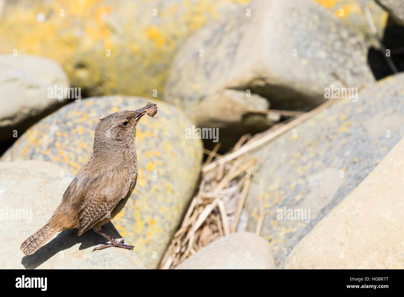 Cobb's Wren on Sealion Island in the Falklands it is bringing a sand ...
