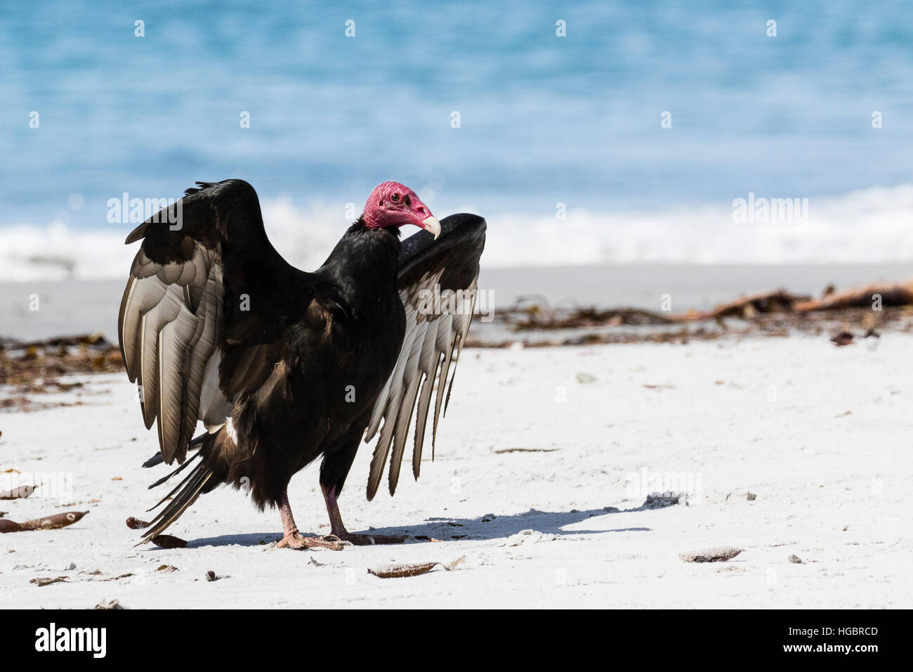 Turkey Vulture on the beach at Sealion Island in the Falklands Stock ...