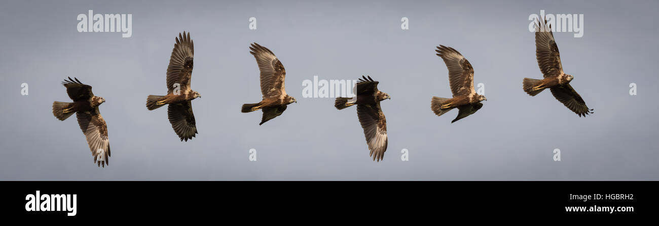 The eastern marsh harrier (Circus spilonotus) is a bird of prey ...
