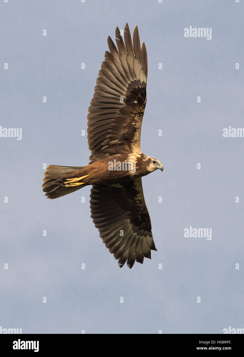 The eastern marsh harrier (Circus spilonotus) is a bird of prey ...