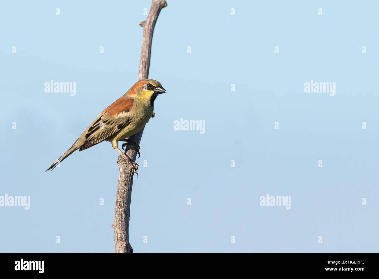 The plain-backed sparrow (Passer flaveolus), also called the Pegu ...