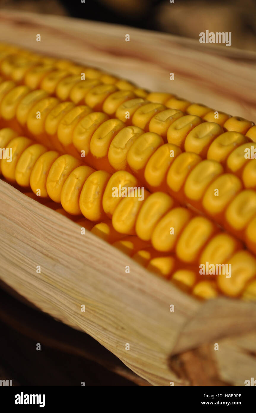 Dried yellow corn on the cob. Feed for livestock Stock Photo - Alamy
