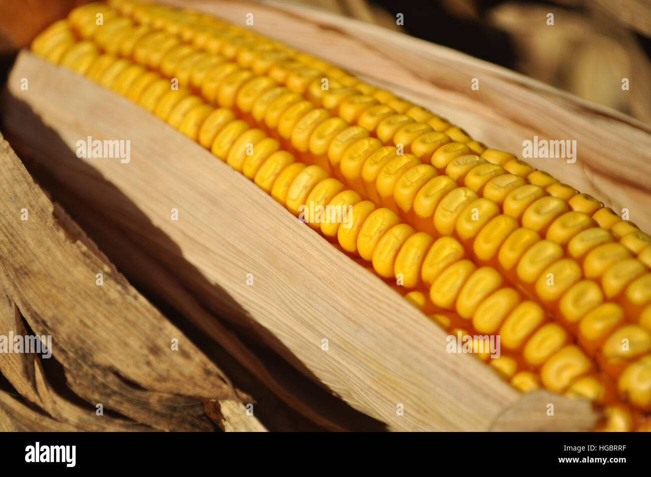 Dried Corn Field High Resolution Stock Photography and Images - Alamy