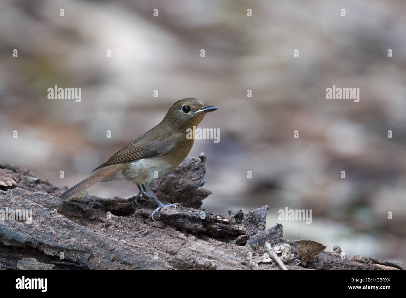 Female blue-throated blue flycatcher (Cyornis rubeculoides) is a small ...