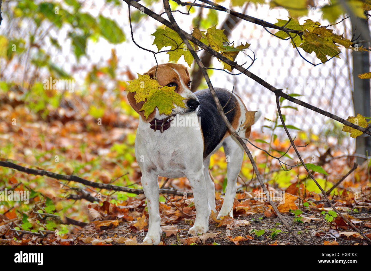 Dog alert in wood hi-res stock photography and images - Alamy