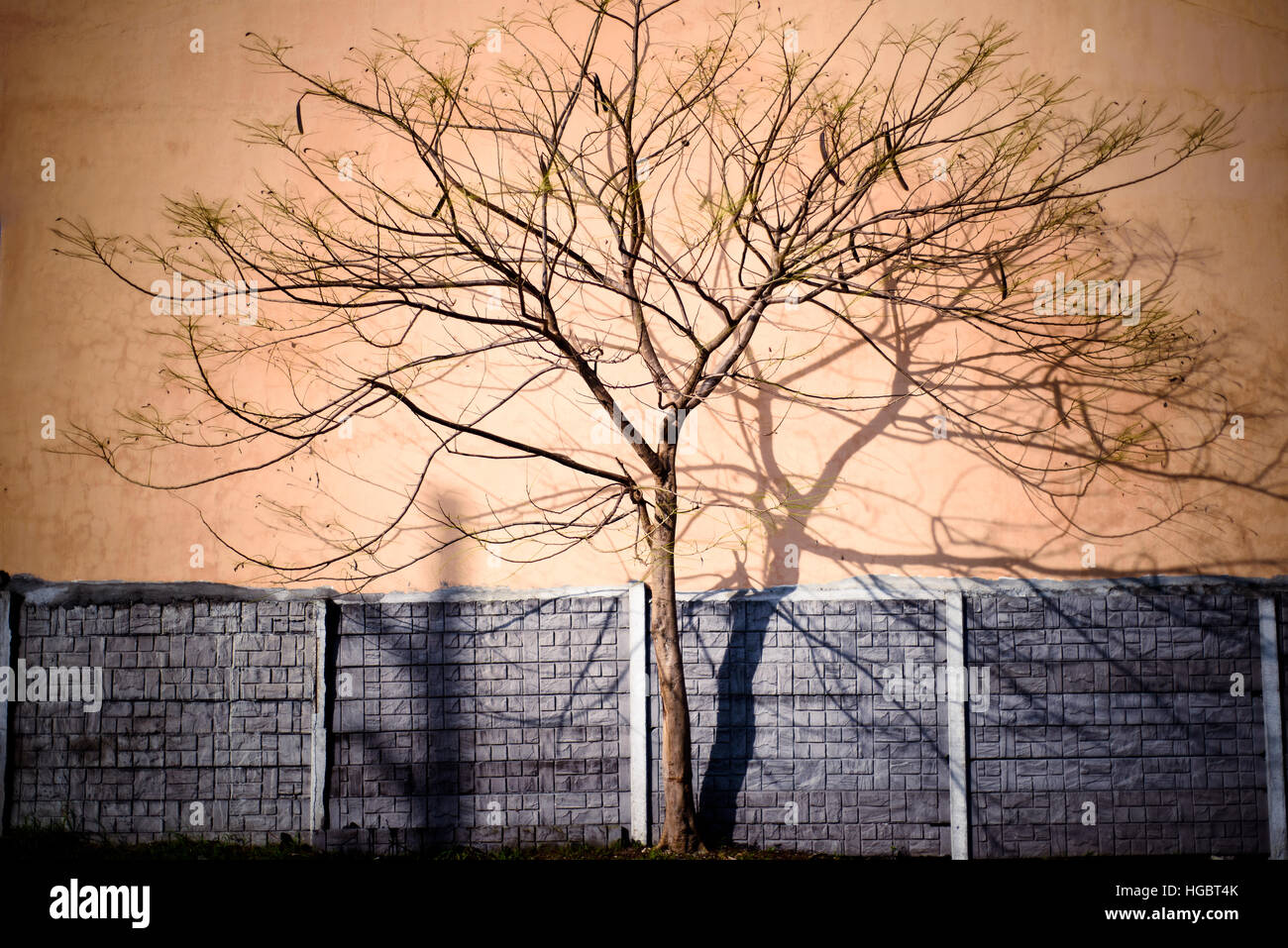 Tree branches, fence, wall and shadow Stock Photo - Alamy