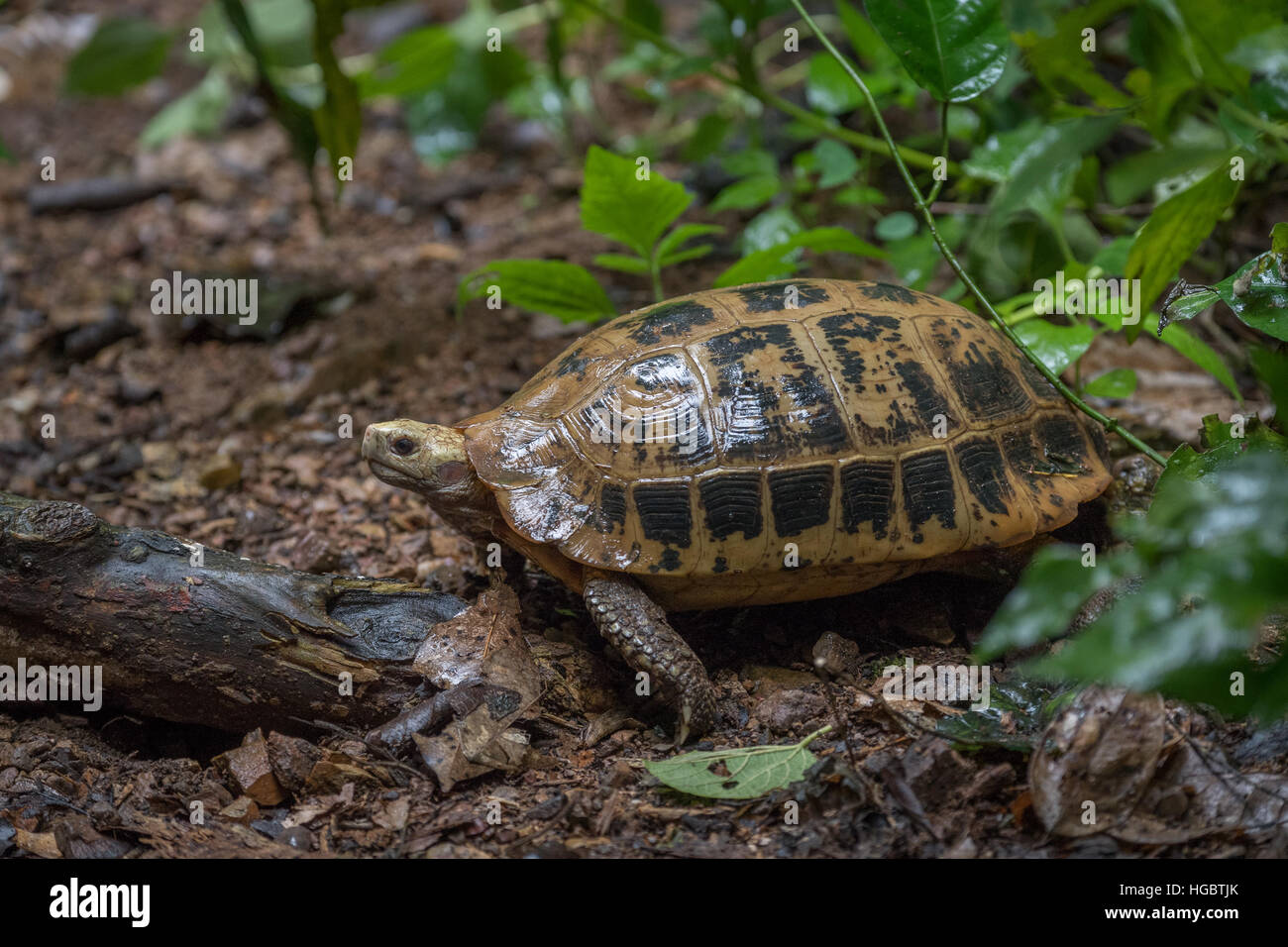 Elongated tortoise (Indotestudo elongata) is a species of tortoise ...