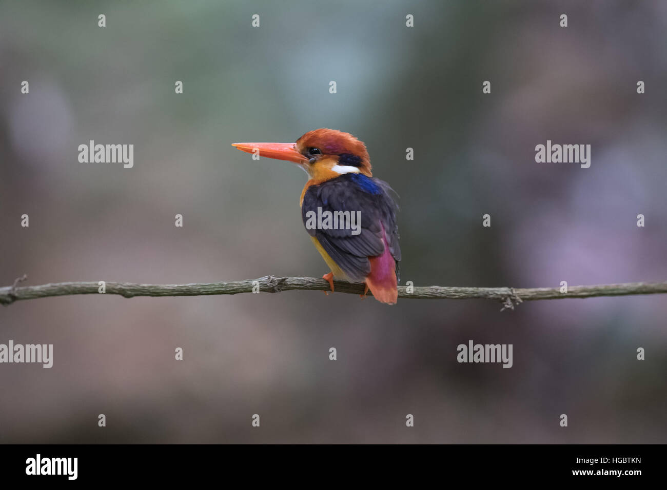 The Oriental Dwarf Kingfisher (Ceyx erithaca) also known as the Black ...