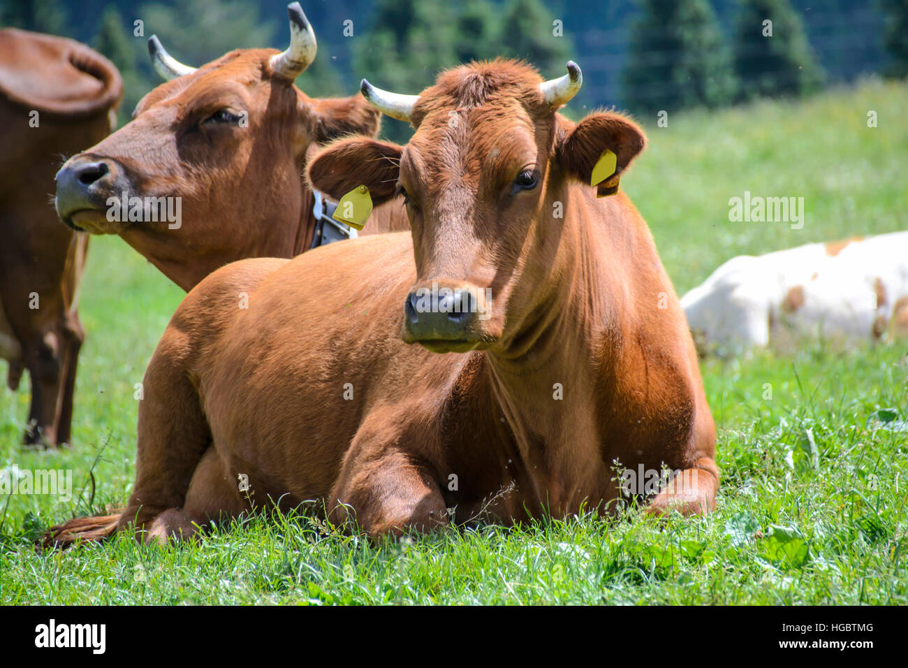 Healthy cows hi-res stock photography and images - Alamy