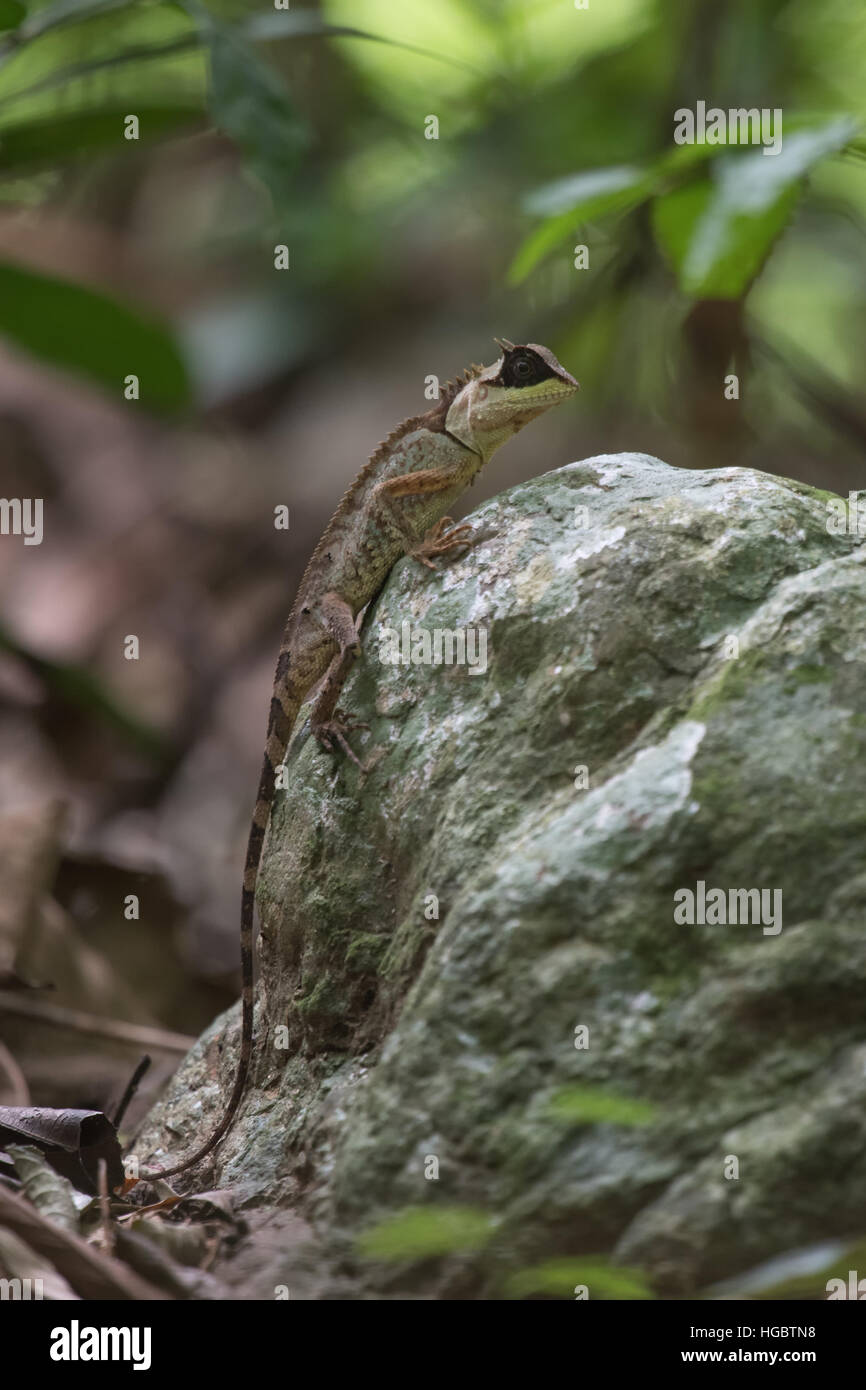Cross-bearing tree lizard, Acanthosaura crucigera, Kaeng Krachan ...