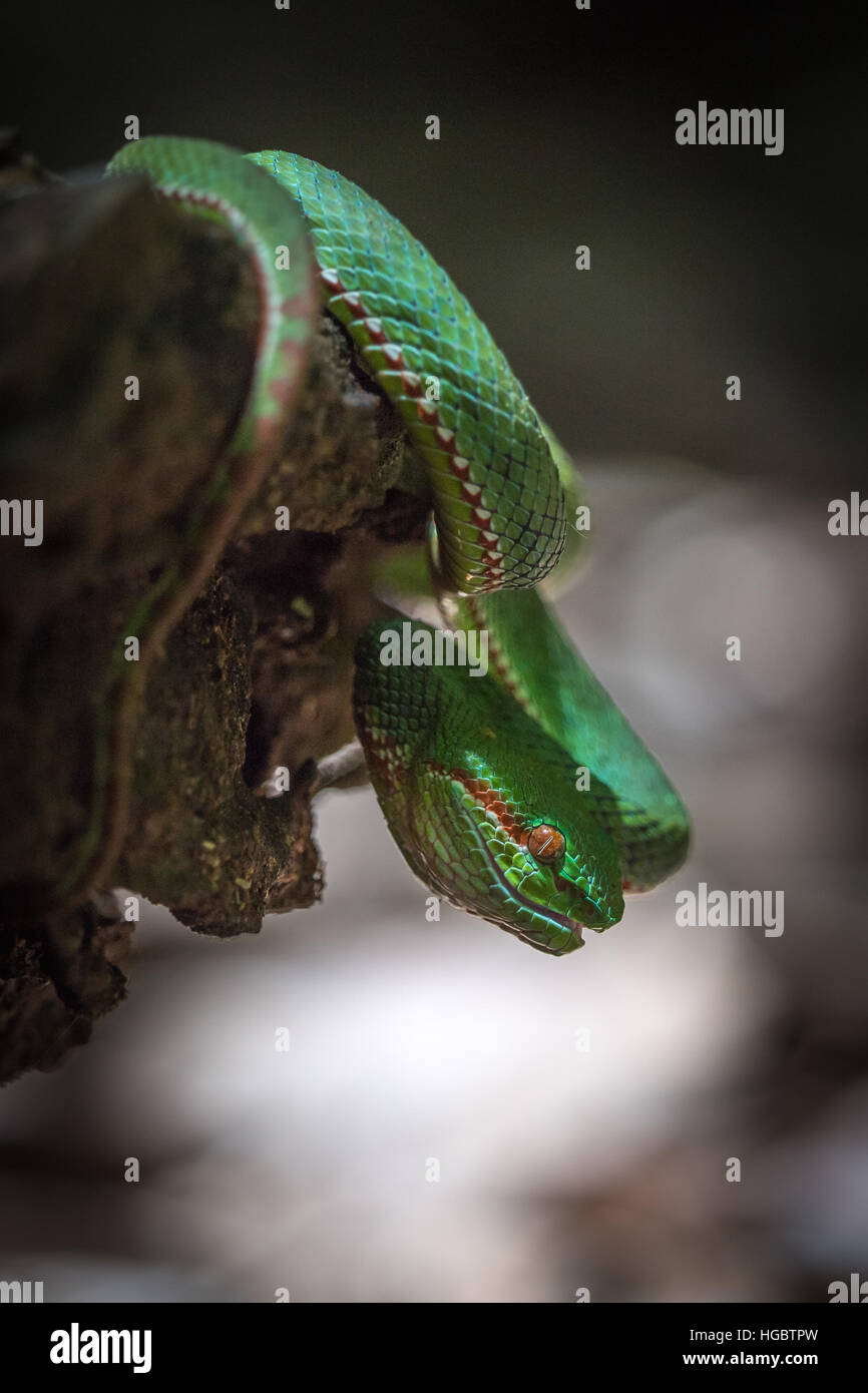 Male Pope's pit viper, Trimeresurus popeorum popeorum, in Kaeng Krachan ...