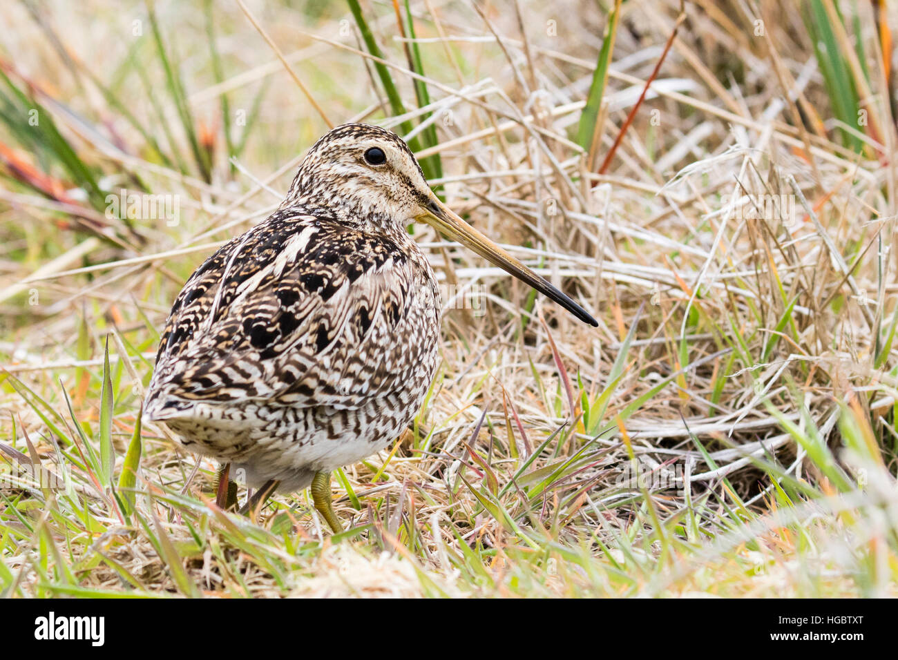 Common Snipe on Sealion Island in the Falklands Stock Photo - Alamy