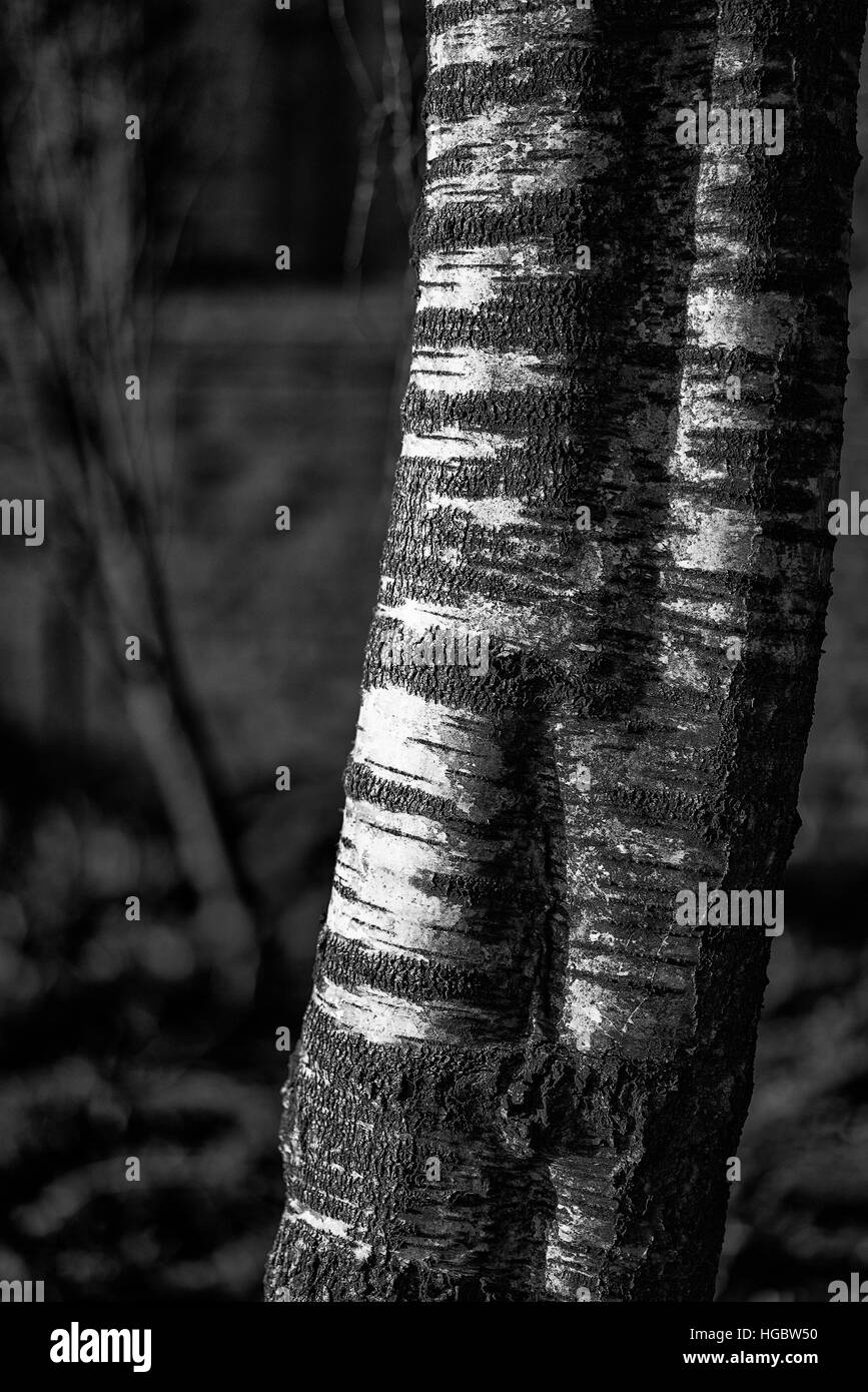 Nature study macro Black and White Stock Photos & Images - Alamy