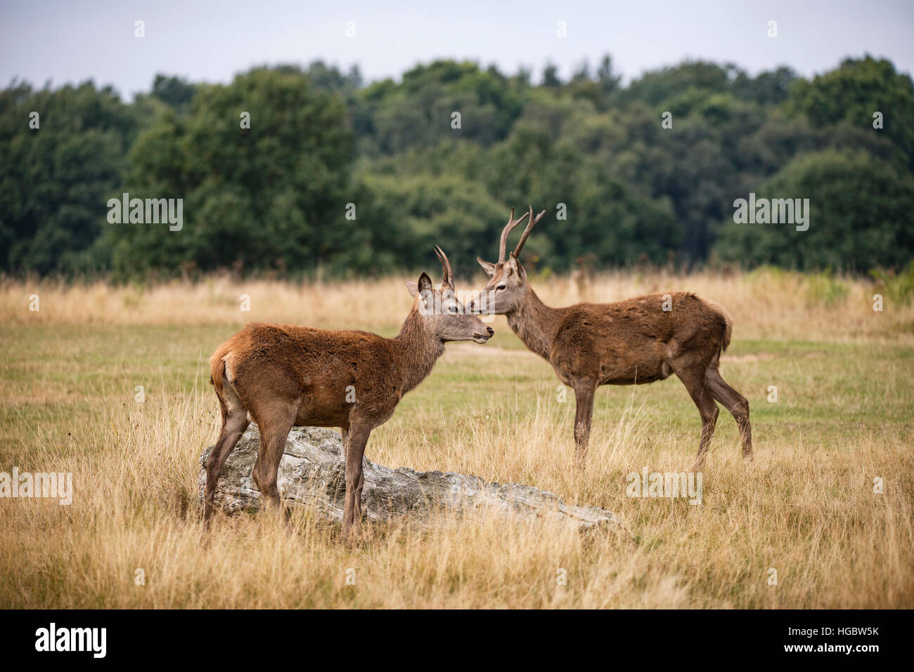 Young red deer stags in hi-res stock photography and images - Alamy