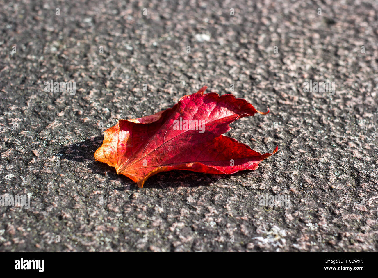 Sharp leaf hi-res stock photography and images - Alamy