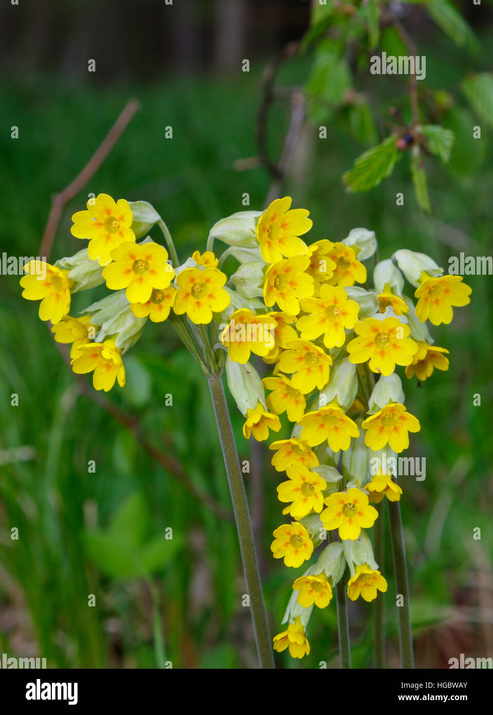 Flowering cowslip(Primula veris) closeup against green fuzzy background ...