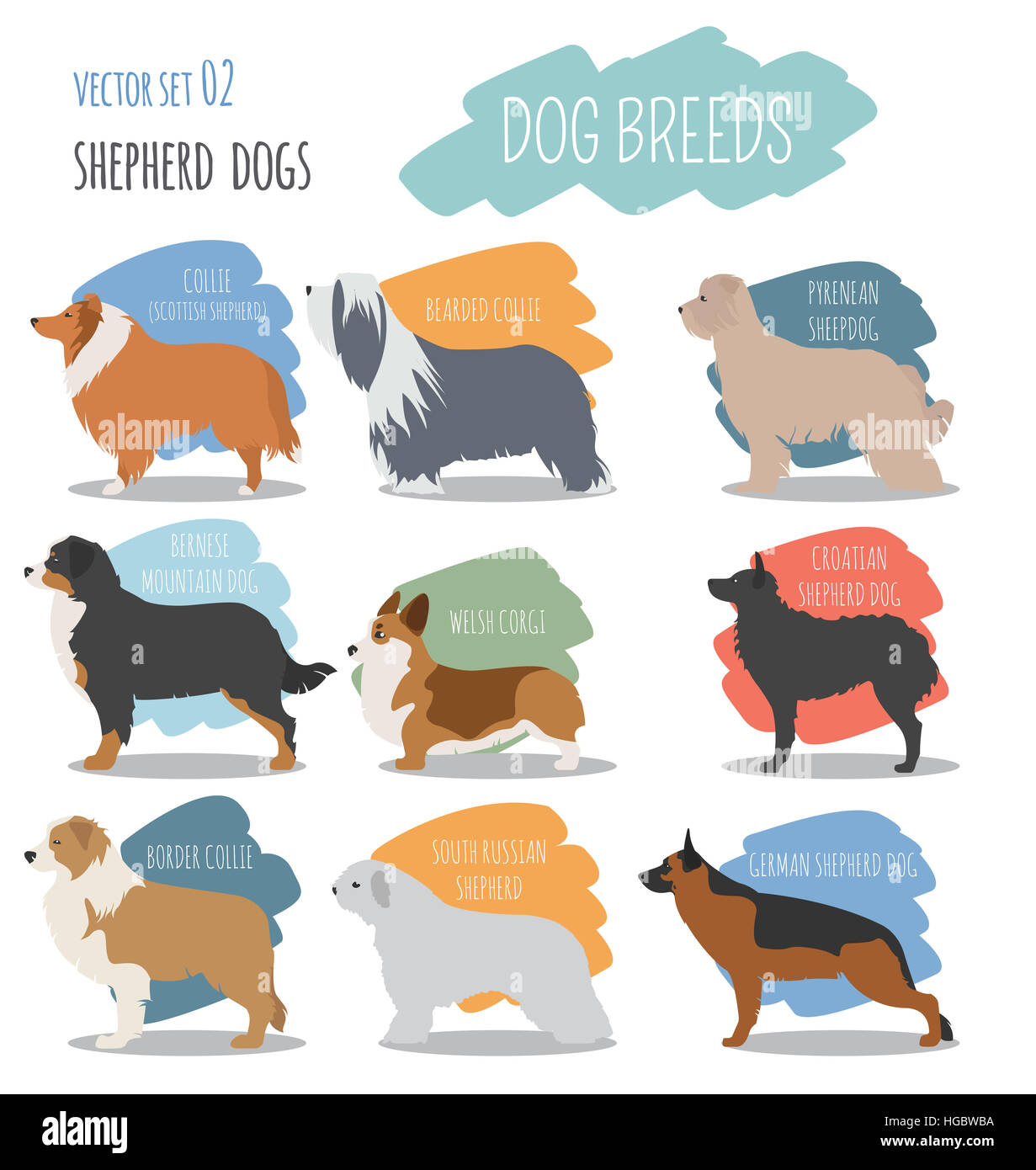 Australian shepherd labrador retriever Cut Out Stock Images & Pictures ...