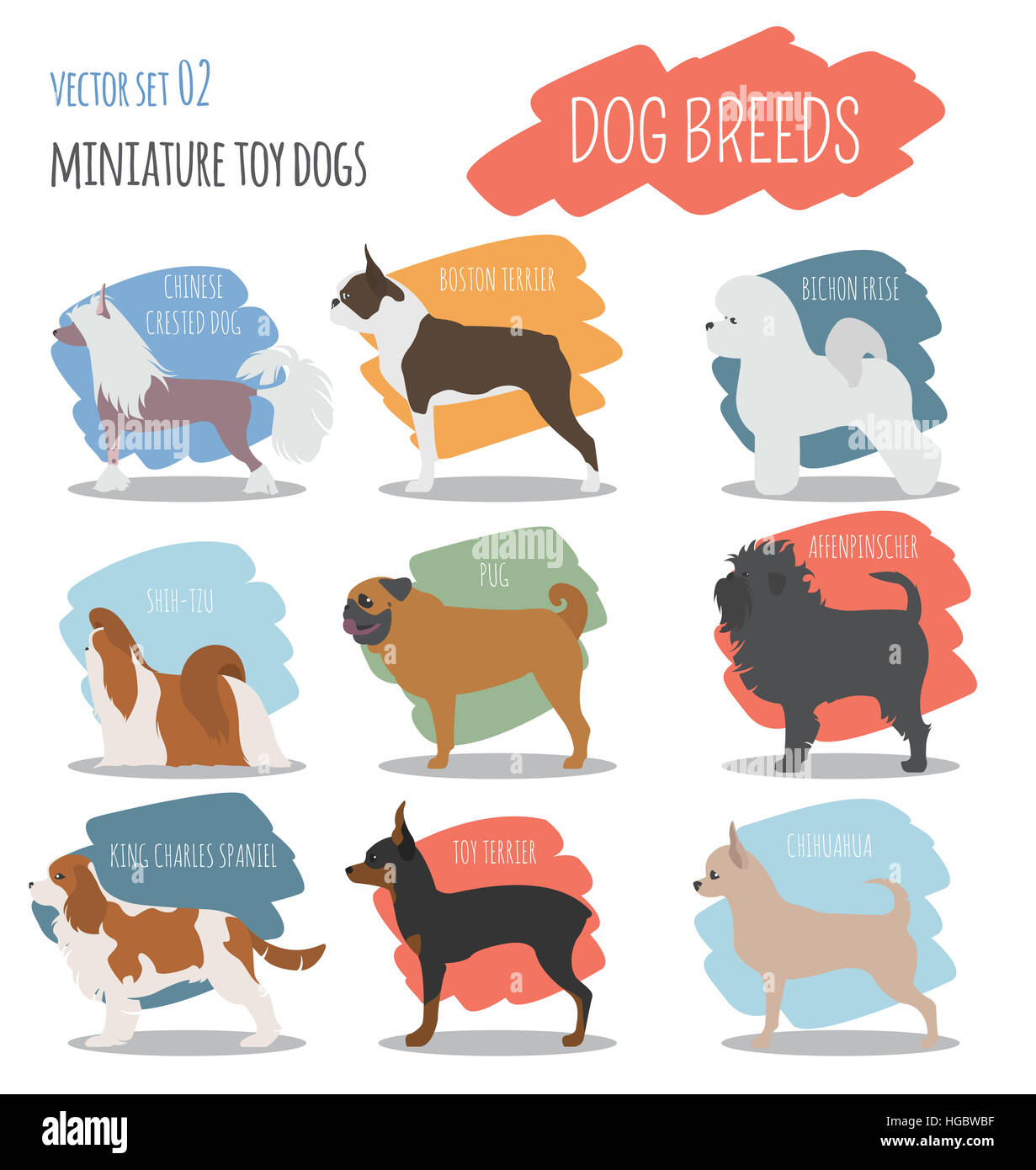 Dog breeds. Miniature toy dog set icon. Flat style. Vector illustration ...