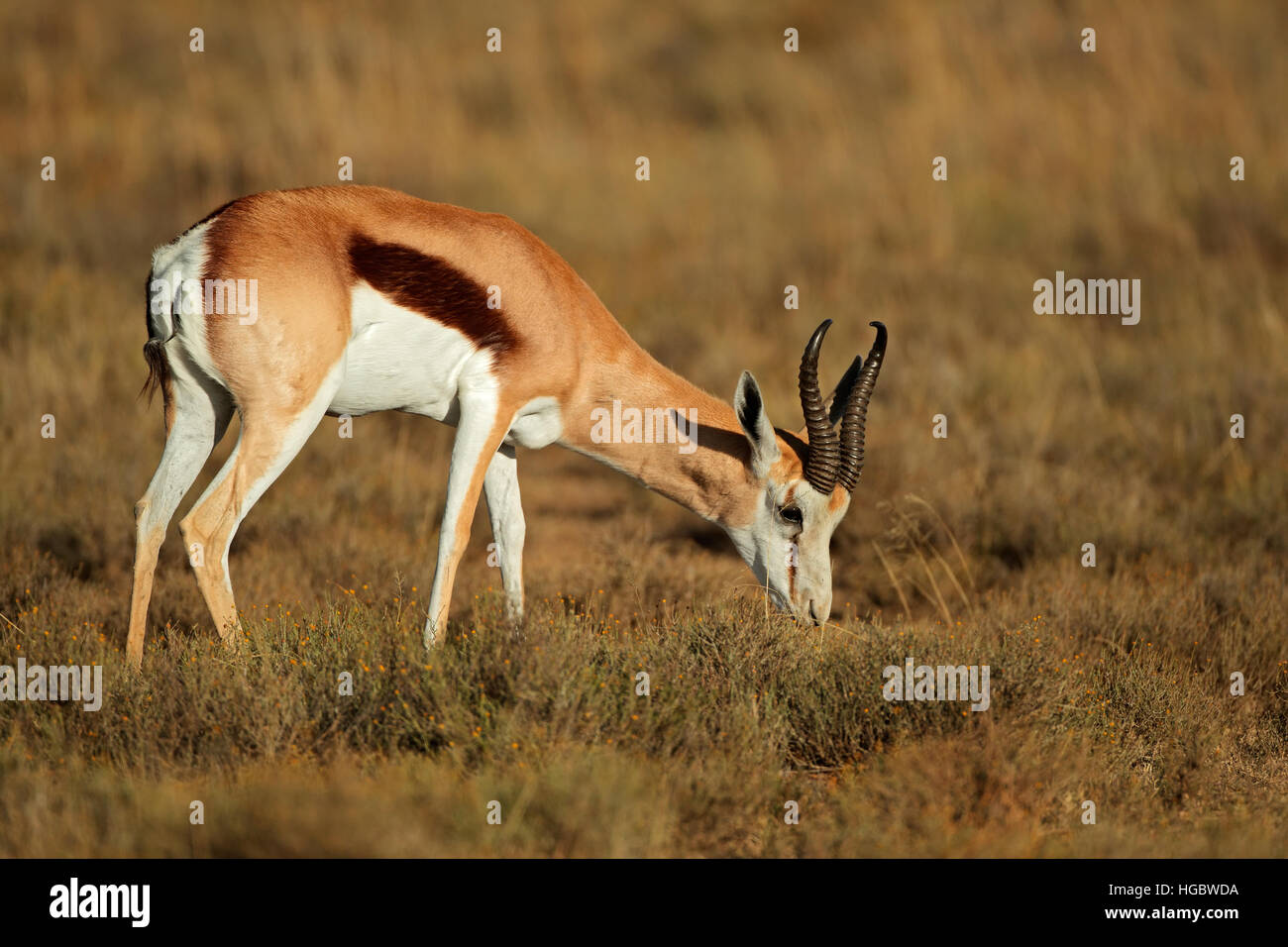Feeding springbok antelope (Antidorcas marsupialis), South Africa Stock ...