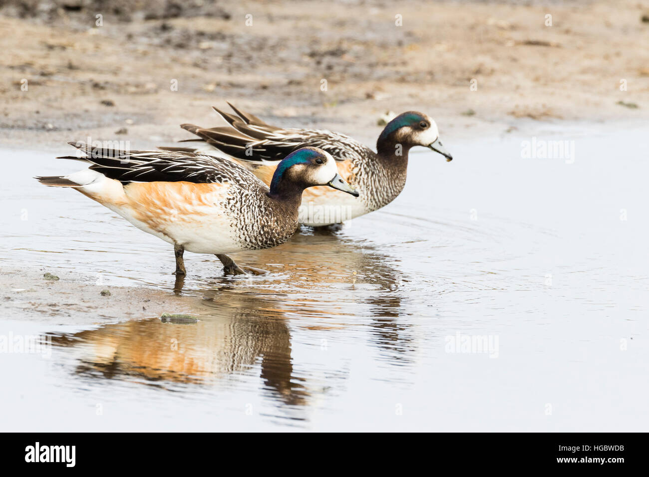Widgeon hi-res stock photography and images - Alamy