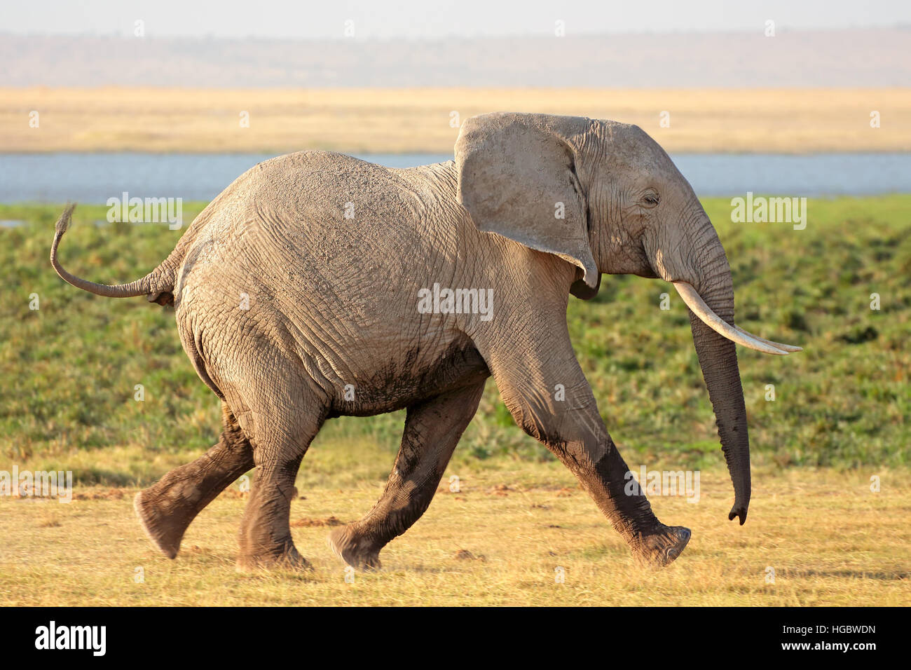 Running African bull elephant (Loxodonta africana), Amboseli National ...