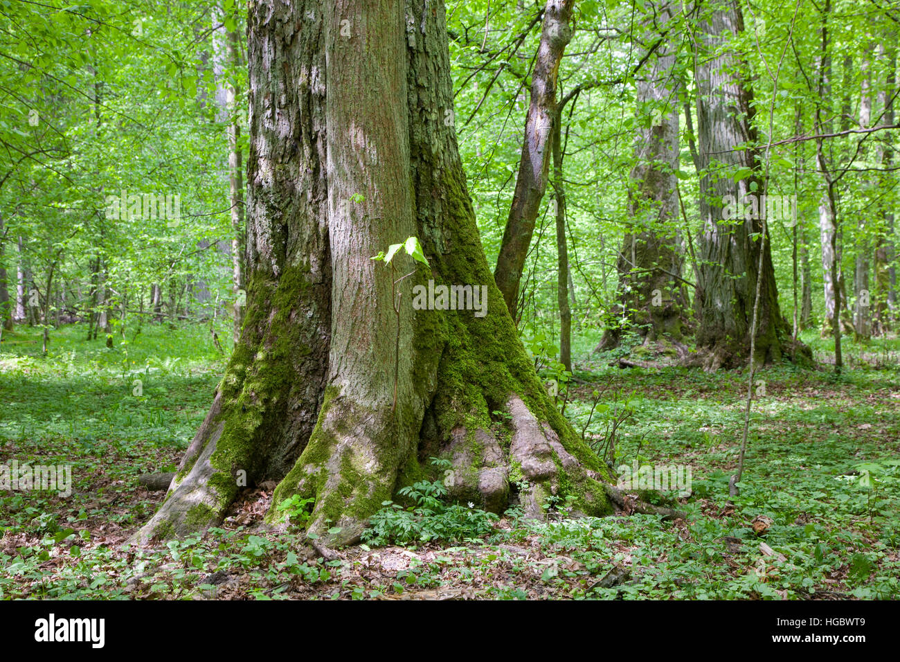 Old linden trees in summertime deciduous stand, Bialowieza Forest ...