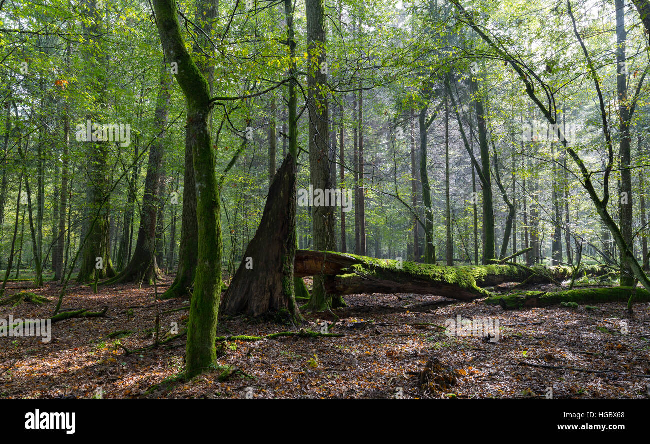 After noon in the forest hi-res stock photography and images - Alamy