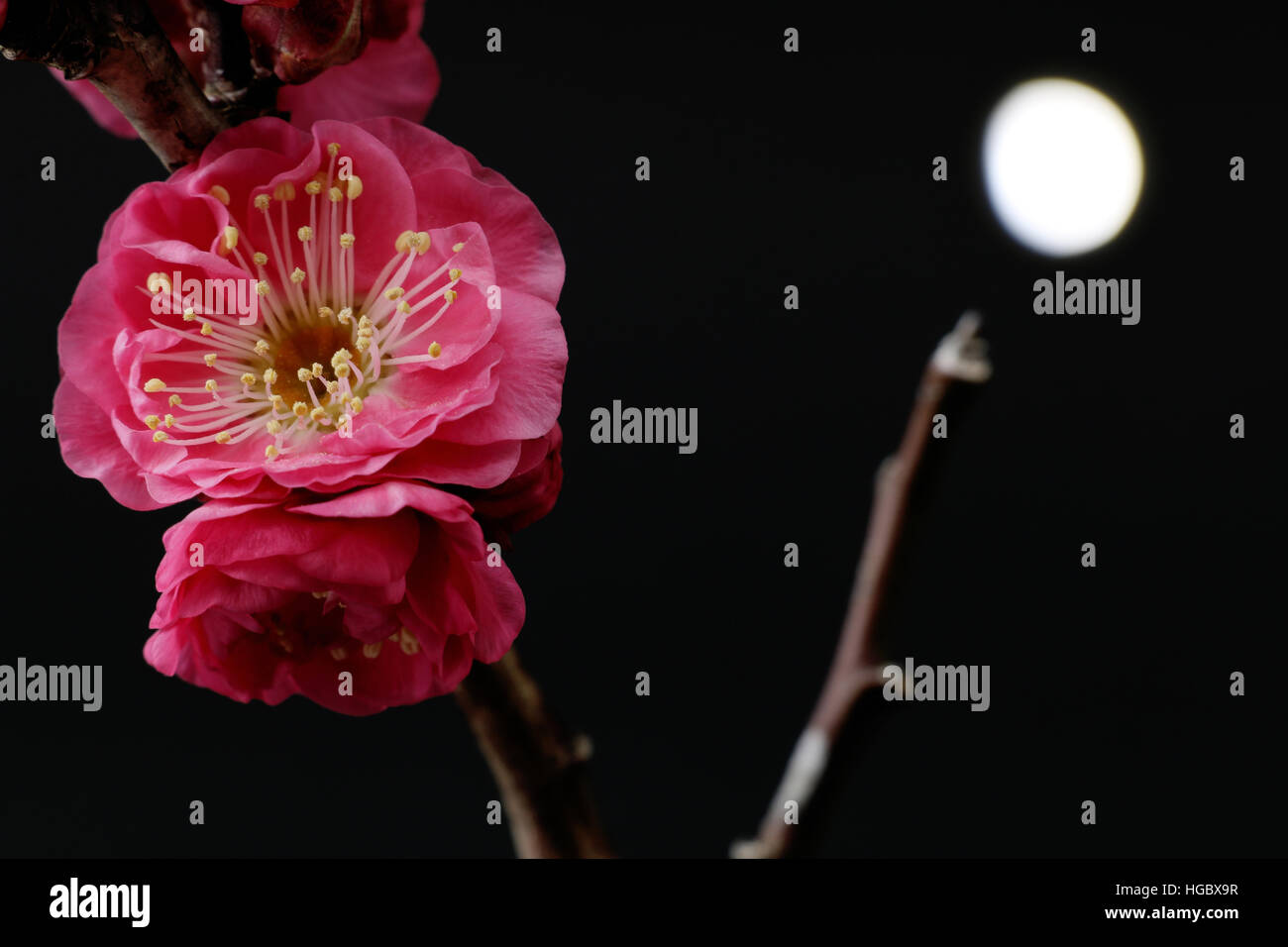 Plum chinese moon hi-res stock photography and images - Alamy