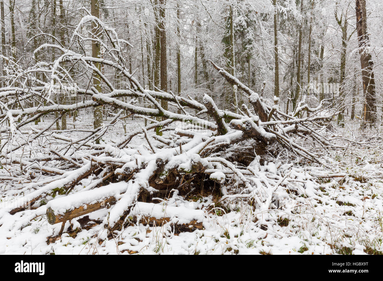 Dead poplar hi-res stock photography and images - Alamy