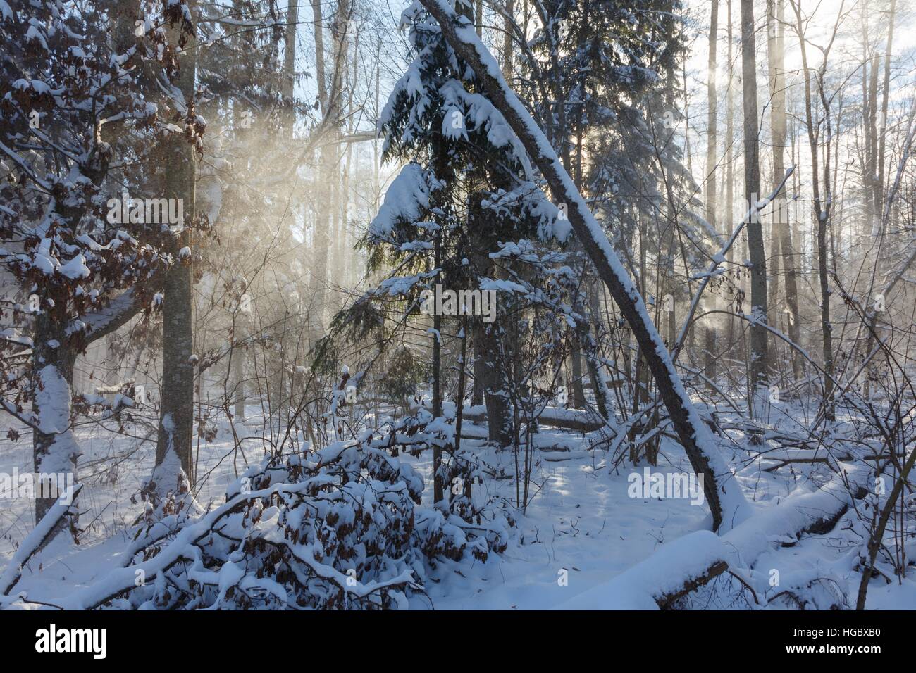 Snowfall in sun inside natural stand with snow wrapped broken tree in ...