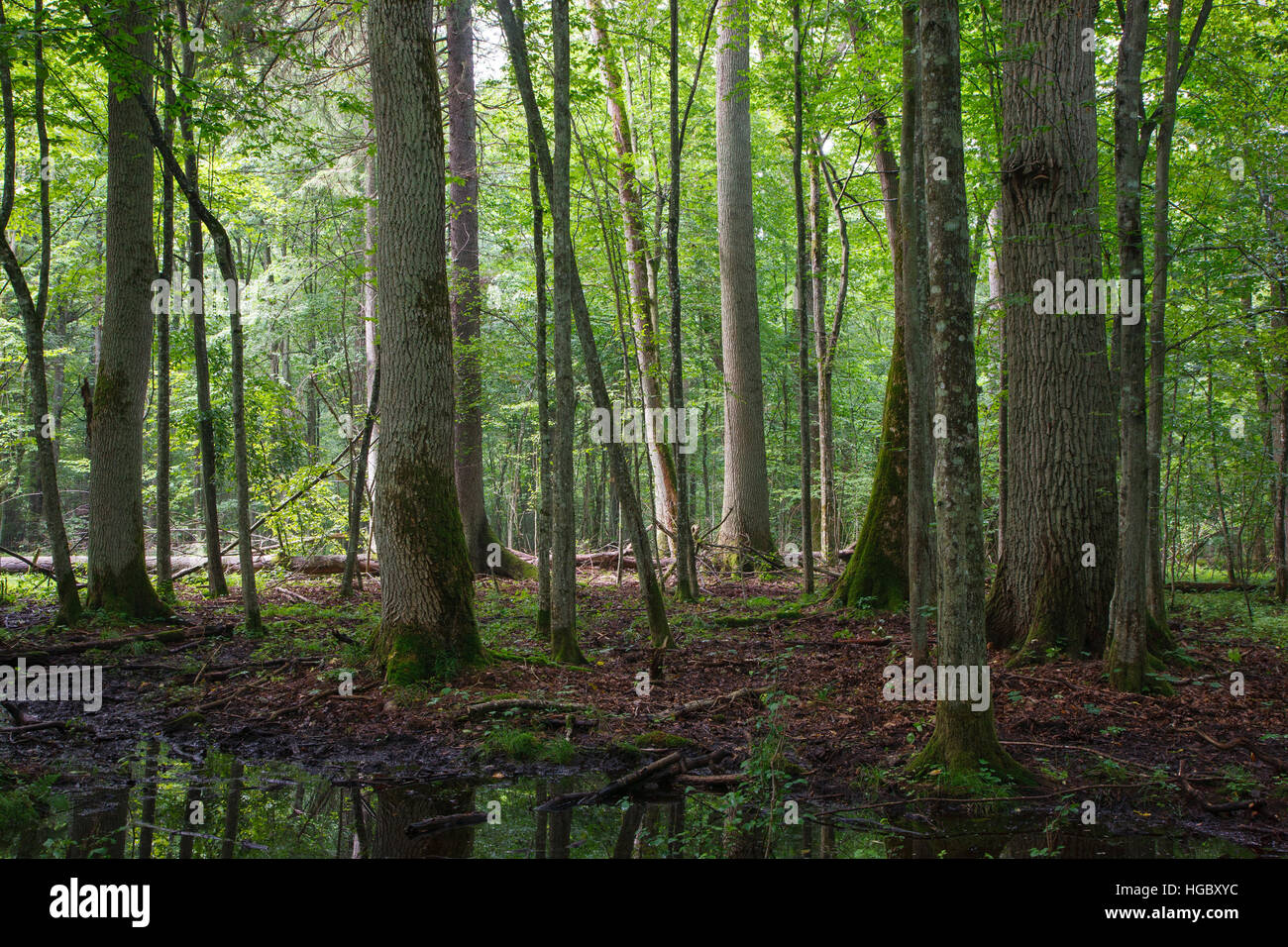 Old ash and oak trees in summer natural deciduous stand, Bialowieza ...