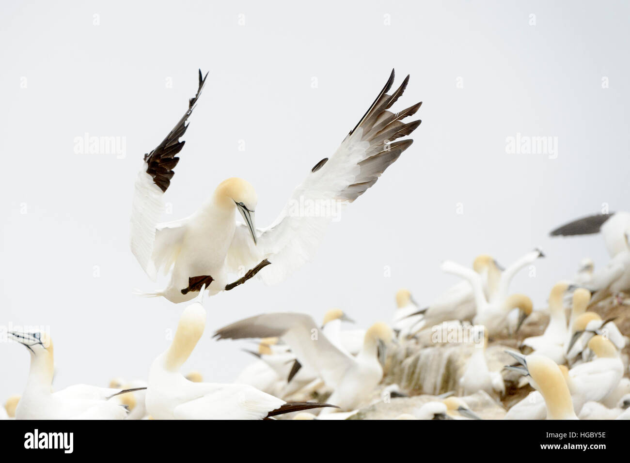 Northern Gannet (Morus bassanus) landing at Gannet colony on Great Saltee, Saltee Islands ...