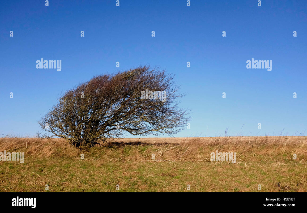 UK countryside bush bent over by the wind against a blue sky Stock ...