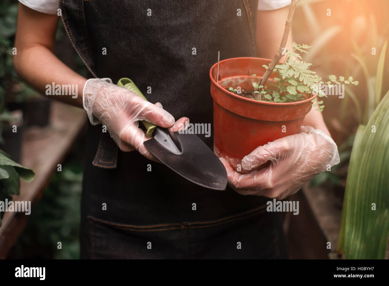 Gardener's hands holding pot with plant and shovel Stock Photo - Alamy