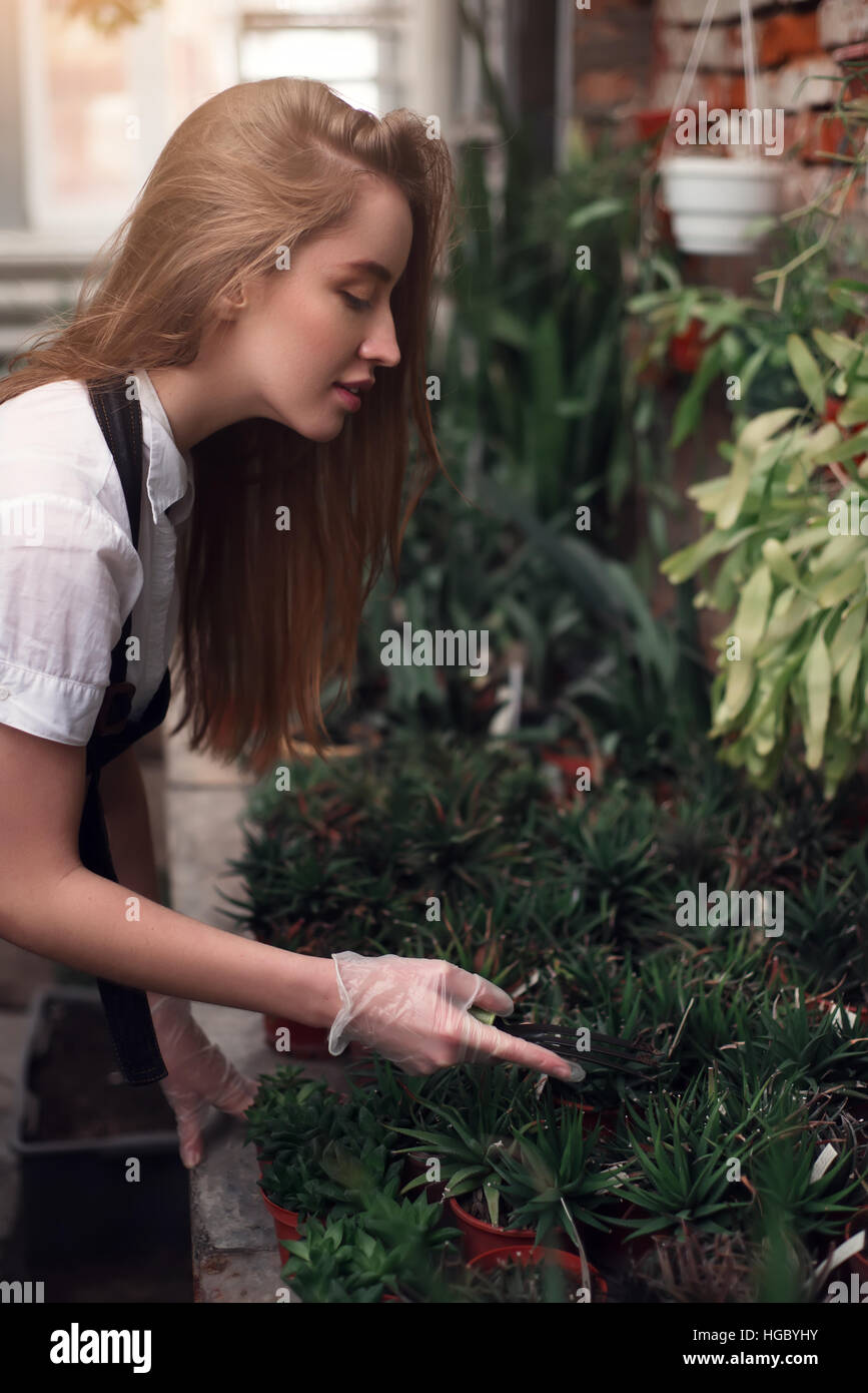 Gardener work with plants in greenhouse Stock Photo - Alamy