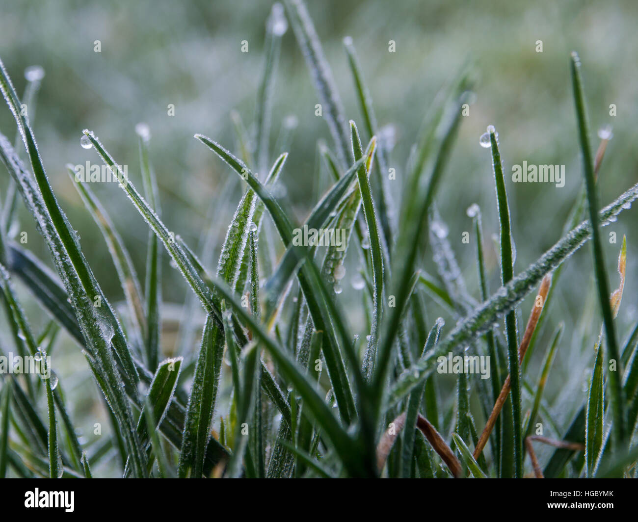 Frozen grass field winter cold temperature hi-res stock photography and ...