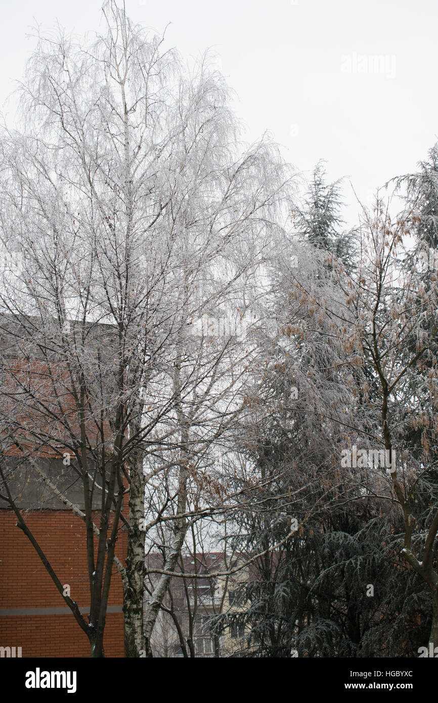 Icy trees with snow on the cold winter day Stock Photo - Alamy
