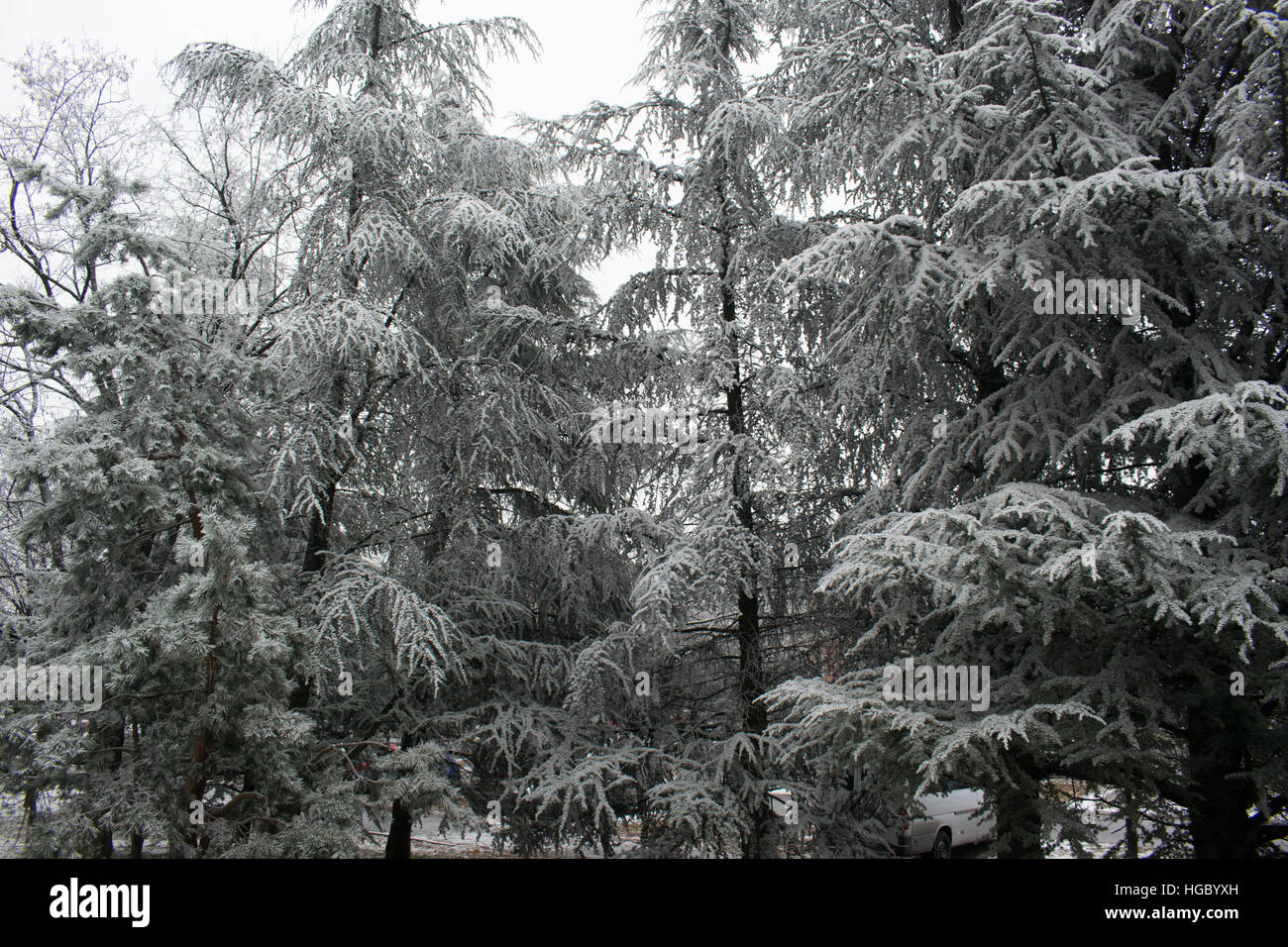 Young pine trees in snow hi-res stock photography and images - Alamy
