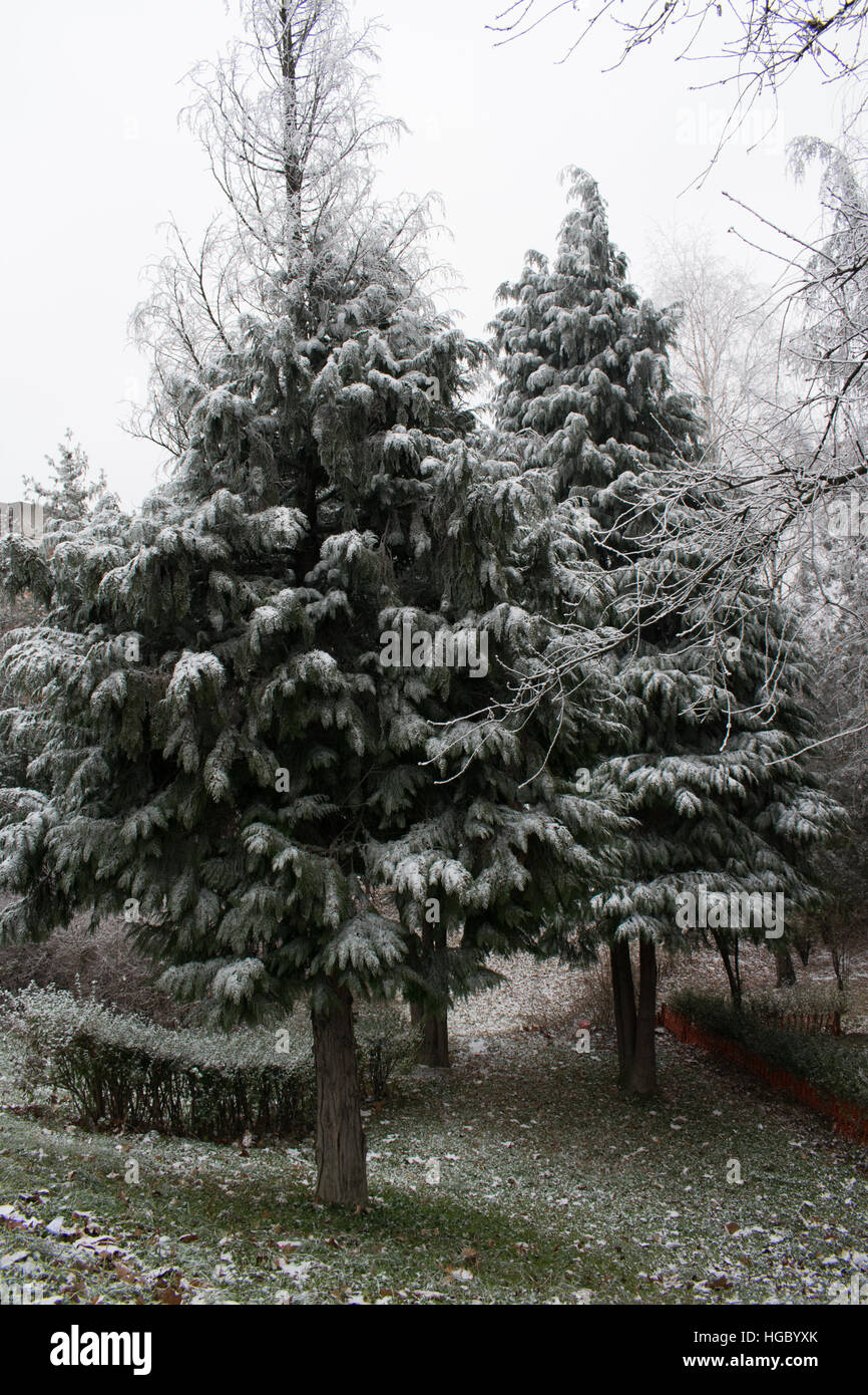 Icy pine trees in the park Stock Photo - Alamy